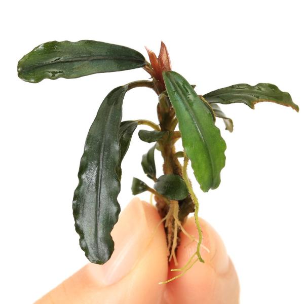 PF_SPQ　水草　陰性水草　低光量　水上葉　KN便　KN　サトイモ科　Araceae　ブセファランドラ属　Bucephalandra　ペリーテ　ブルー　活着　活着水草　ワンポイント　ブセファランドラｓｐ．　040水上ブセ　y26m04　2...
