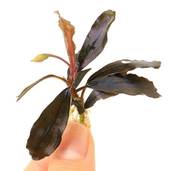 PF_SPQ　水草　陰性水草　低光量　水上葉　KN便　KN　サトイモ科　Araceae　ブセファランドラ属　Bucephalandra　タイタンレッド　　活着　活着水草　ワンポイント　ブセファランドラｓｐ．　040水上ブセ　y26m04　2...