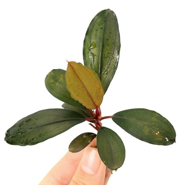 PF_SPQ　水草　陰性水草　低光量　水上葉　サトイモ科　Araceae　ブセファランドラ属　Bucephalandra　シンタンフォーリアヴェルデ　ブロード　活着　活着水草　ワンポイント　ブセファランドラｓｐ．　040水上ブセ　y26m0...