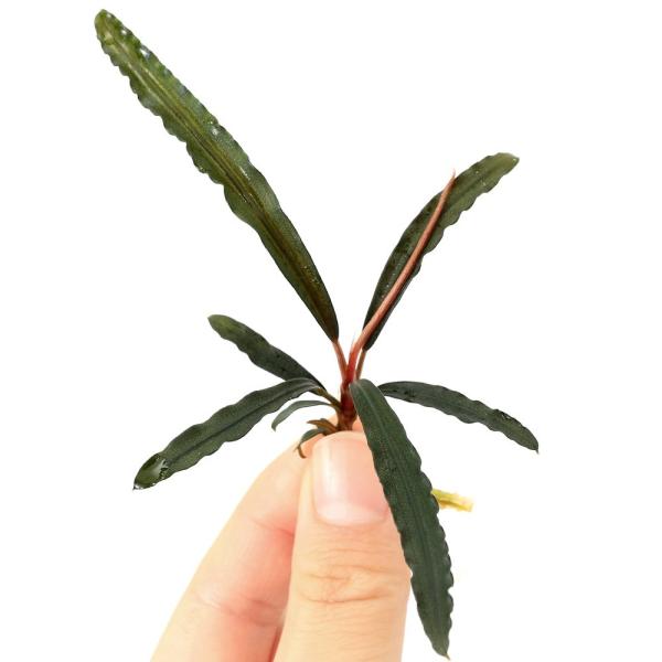 PF_SPQ　水草　陰性水草　低光量　水上葉　サトイモ科　Araceae　ブセファランドラ属　Bucephalandra　クロコダイル　活着　活着水草　ワンポイント　ブセファランドラｓｐ．　040水上ブセ　y26m04　2026zenki　...