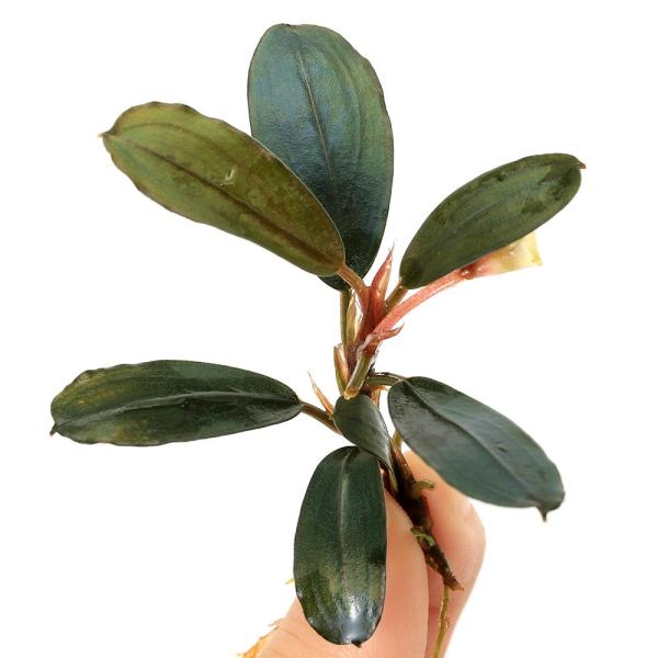 PF_SPQ　水草　陰性水草　低光量　水上葉　KN便　KN　サトイモ科　Araceae　ブセファランドラ属　Bucephalandra　キーロイヤル　活着　活着水草　ワンポイント　ブセファランドラｓｐ．　040水上ブセ　y26m04　202...