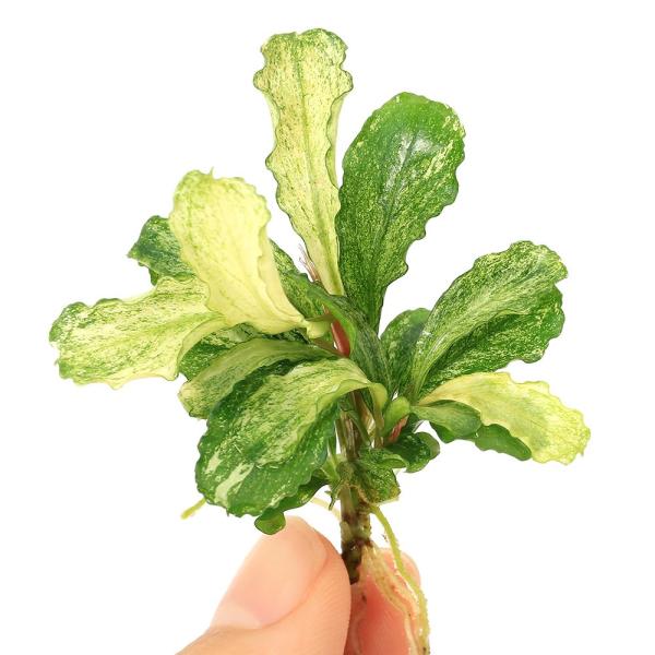 PF_SPQ　水草　陰性水草　低光量　水上葉　サトイモ科　Araceae　ブセファランドラ属　Bucephalandra　ピグマエア　マーブル　活着　活着水草　ワンポイント　ブセファランドラｓｐ．　040水上ブセ　y26m04　2026ze...