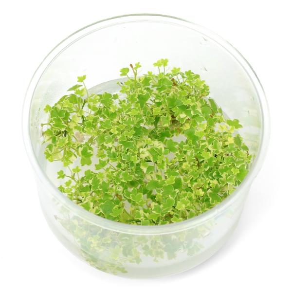 PF_SPQ　熱帯魚　_wp　_aqua　水草　前景草　横に広がる　all_plants　水上葉_前景草　wp_kywrd　　オーストラリアンノチドメ　オーストラリアン　ノチドメ　wptop1_180502　ｋａｉｊｏ　mizks1013e...