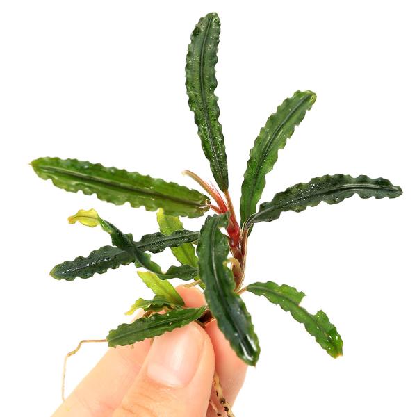 PF_SPQ　水草　陰性水草　低光量　水上葉　KN便　KN　サトイモ科　Araceae　ブセファランドラ属　Bucephalandra　Ｖ３ Sanggau　活着　活着水草　ワンポイント　ブセファランドラｓｐ．　040水上ブセ　y26m04...