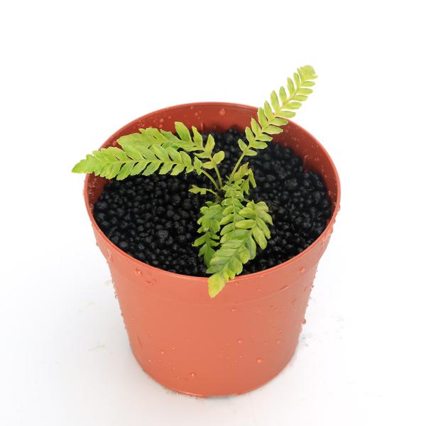 PF_SPQ　sfset　_aqua　熱帯魚　水草　all_plants　RS　ブレクナムオブツサタムフランシー　タイプＢ　太葉　Blechnum　obtusatum　var　francii　陰性水草　低光量　しだ　羊歯　シシガシラ科　Ｂｌ...