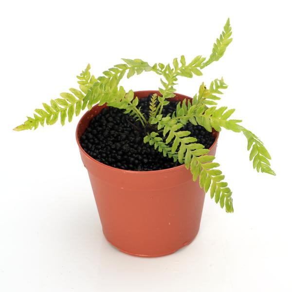 PF_SPQ　sfset　_aqua　熱帯魚　水草　all_plants　RS　ブレクナムオブツサタムフランシー　タイプＢ　太葉　Blechnum　obtusatum　var　francii　陰性水草　低光量　しだ　羊歯　シシガシラ科　Ｂｌ...
