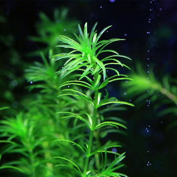 PF_SPQ　熱帯魚　_aqua　有茎　カ行　水草　後景草　透明感のある　初心者　初心者向け　簡単　クロモ　Hydrilla　verticillata　ハイドリラ　ベルティキュラータ　黒藻　all_plants　スラウェシ　モラモ産　202...