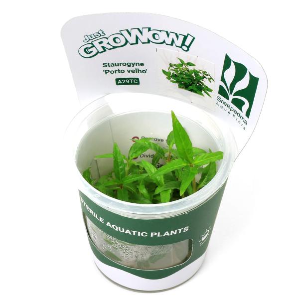 PF_SPQ　熱帯魚　_wp　_aqua　水草　前景草　横に広がる　all_plants　水上葉_前景草　ストロジンｓｐ．はこちら　wp_kywrd　ポルトベーリョ　Ｓｔａｕｒｏｇｙｎｅ　ｓｐ．　Ｐｏｒｔｏ　Ｖｅｌｈｏ　20260605　D...