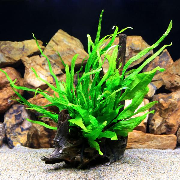 PF_SPQ　熱帯魚　エビ　ビーシュリンプ　金魚　水草　流木　無農薬　一点物　活着　育成済　陰性　低光量　陰性水草　ミクロソリウム　ミクロソラム　Microsorum　sp.　ウラボシ科　Polypodiaceae　ヌカボシクリハラン属　育...