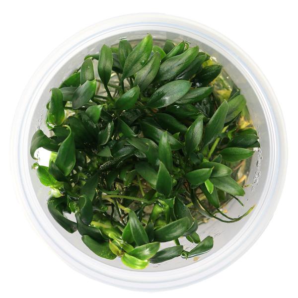 PF_SPQ　sfset　_aqua　熱帯魚　水草　アヌビアス　大型　all_plants　wp_kywrd　アヌビアスナナ　アヌビアス・ナナ　陰性水草　低光量　Ｐａｎｇｏｌｉｎｏ　デナリー　20260703　DN　y26m07
