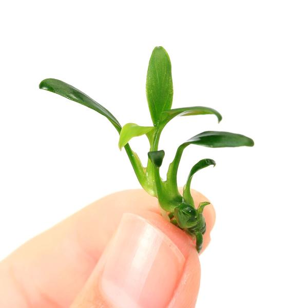 PF_SPQ　sfset　_aqua　熱帯魚　水草　アヌビアス　小型　all_plants　wp_kywrd　アヌビアスナナ　アヌビアス・ナナ　陰性水草　低光量　Ｐａｎｇｏｌｉｎｏ　パンゴリーノ　デナリー　y26m07　20260709　D...