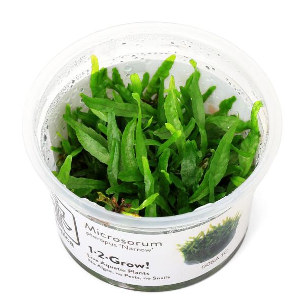 PF_SPQ　水草　活着　低光量　組織培養　カップ　グロー　GROW　トロピカ　活着する水草　シダ　水草　all_plants　ミクロソリウム　wp_kywrd　ミクロナロー　陰性水草　ミクロ　ナロー　羊歯　20260724　DN　y26m07