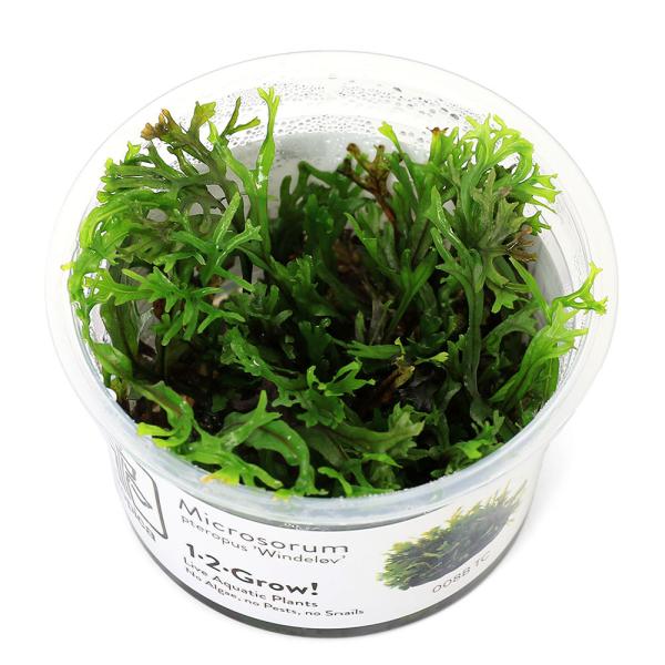 PF_SPQ　水草　活着　低光量　組織培養　カップ　グロー　GROW　トロピカ　活着する水草　シダ　水草　all_plants　ミクロソリウム　wp_kywrd　ミクロウェンディロフ　陰性水草　ミクロ　ウェンディロフ　羊歯　20260724...
