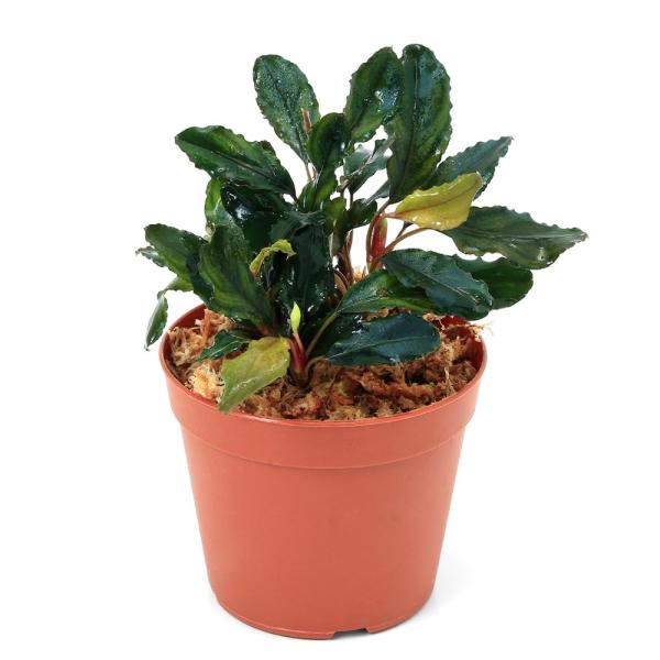 PF_SPQ　熱帯魚　水草　石付水草　溶岩石　サトイモ科　Ａｒａｃｅａｅ　ブセファランドラ属　一点物　Ｂｕｃｅｐｈａｌａｎｄｒａ　ヴァンパイア　ブケファランドラ　ブセファランドラ 　ブケファランドラ 　RS　活着　seitaigensen1...