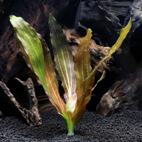 PF_SPQ　熱帯魚　Ech　水草　エキノとその近縁　後景草　センタープラント　ロゼット型　エキノドルス　ホレマニーレッド　バース便　all_plants　wp_kywrd　　Aquarius　uruguayensis　アクアリウス　エキノ...