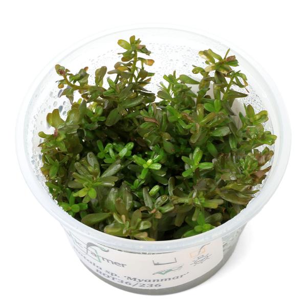 PF_SPQ　水草　赤系　組織培養　カップ　ｍａｃｒａｎｄｒａ　ミソハギ科　Ｌｙｔｈｒａｃｅａｅ　キカシグサ属　Ｒｏｔａｌａ　ロターラ　ロタラｓｐ．ミャンマー　ＡＴＦ　20260916　DN