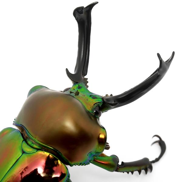 PF_SPQ　insect　クワガタムシ　色虫　外国産クワガタ　ニジイロクワガタ　Phalacrognathus　muelleri