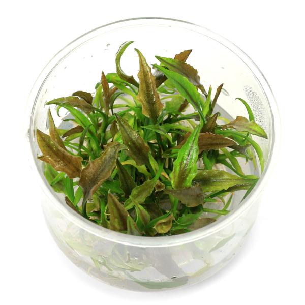 PF_SPQ　_aqua　水草　クリプトコリネ　ユウジ　ユウジィ　佐々木裕治氏　サトイモ科　Ａｒａｃｅａｅ　クリプトコリネ属　Ｃｒｙｐｔｏｃｏｒｙｎｅ　ｙｕｊｉｉ　wp_soshiki　mericlone_plants　組織培養　カップ　4...
