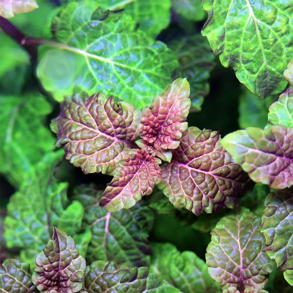 熱帯魚　_wp　_aqua　水草　後景草　丸い　all_plants　wp_kywrd_cup　Hemigraphis　sp.キツネノマゴ科　Acanthaceae　赤系水草　ヘミグラフィス　パープル　ラウンドリーフ　キツネノマゴ　パンタナ...
