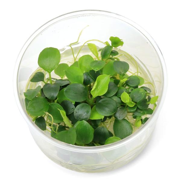 PF_SPQ　水草　all_plants水草　低光量　陰性水草　クリプトとその近縁　スキスマグロッティス　ブリエトイ　組織培養　メリクロン　カップ　無菌　クリーン　y26m10　20261006　ＤＳ