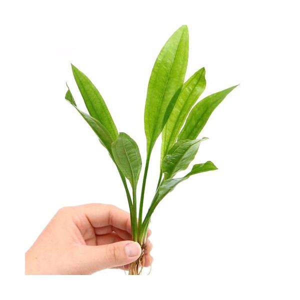 amazonso　熱帯魚　_aqua　ビギナーにお勧め　tonan_taba　水草　エキノとその近縁　後景　all_plants　wp_kywrd　アマゾンソードはこちら　アマゾンソード　kin-meda水草0613　itioshi0919...