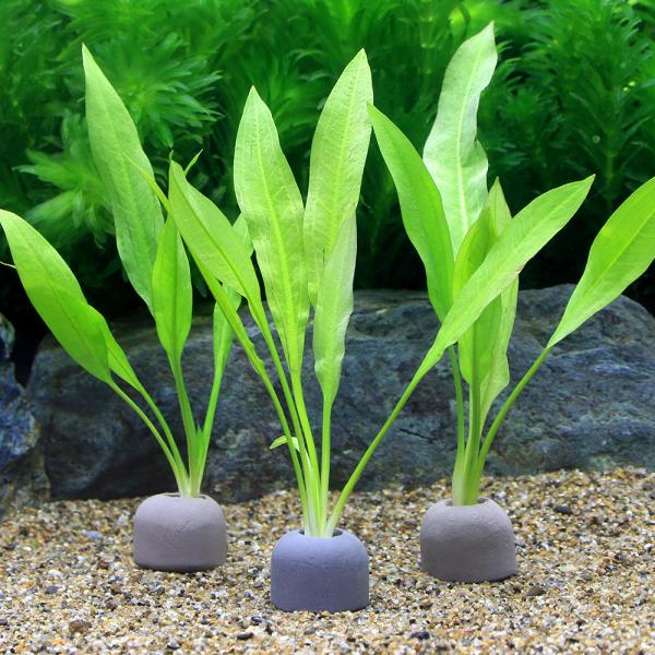 amazonso　熱帯魚　_aqua　水草　エキノとその近縁　後景　マルチリング　ブラック　LMBK　アマゾンソード　アマゾンソードはこちら　ＭＩ　itioshi09191　20130928　ＪＳ　kingyomo_osusume　amaz...