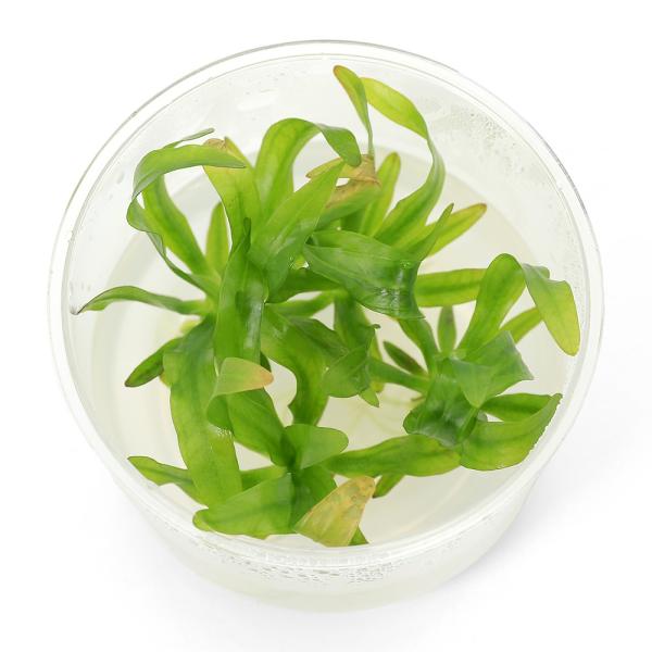 PF_SPQ　熱帯魚　水草　エキノとその近縁　後景　Ｅｃｈｉｎｏｄｏｒｕｓ　ｕｒｕｇｕａｙｅｎｓｉｓ　オモダカ科　Ａｌｉｓｍａｔａｃｅａｅ　エキノドルス属　Aquarius　ウルグアイエンシス　Ｅｃｈ．　エキノドルス　東南便　原種　大型　ロ...