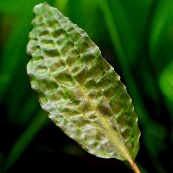 PF_SPQ　水草　rarecry　クリプトとその近縁　ワイルド便/sp　クリプトコリネ　サトイモ科　Araceae　クリプトコリネ属　Cryptocoryne　レア種　珍種　斑入り　ワイルド　ワイルド株　陰性水草　低光量　bengkaya...