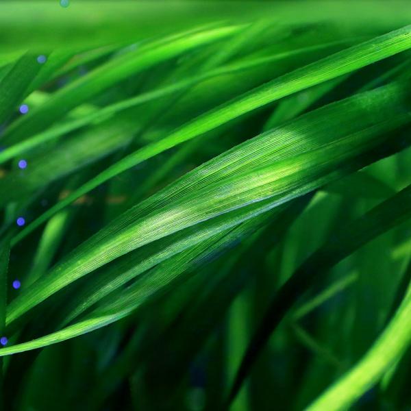 PF_SPQ　水草　後景草　ロゼット型　ランナー　バリスネリア　トチカガミ科　Hydrocharitaceae　セキショウモ属　Vallisneria　中国　Guanxi　20241203　YT　NH　y24m12