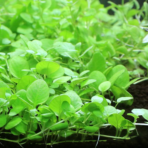 PF_SPQ　水草　前景草　中景草　絨毯　ハイグロ　Hygrophila　serpyllum　キツネノマゴ科　Acanthaceae　オギノツメ属　20241203　YT　y24m12　2025tuuki　wplantevent202505