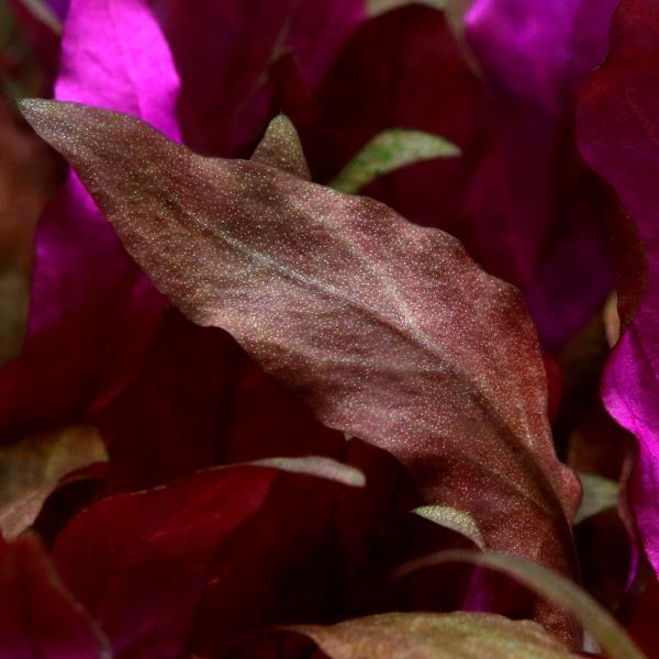 PF_SPQ　水草　前景草　中継草　赤系　アルテル　レインキーミニ　Alternanthera　reineckii　ヒユ科　Amaranthaceae　ツルノゲイトウ属　20250302　YT　2025tuuki