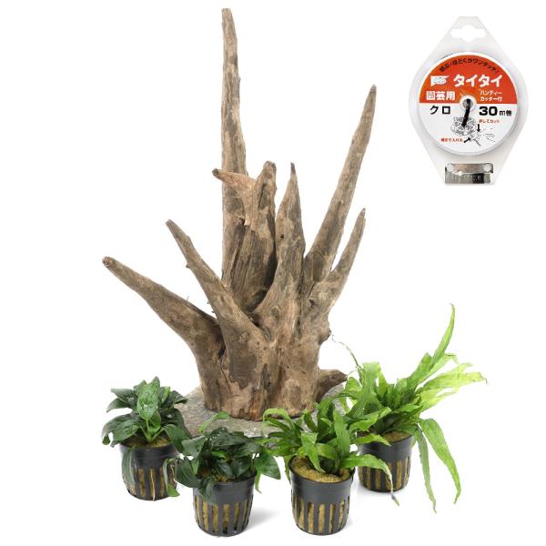 水草　一点物　流木　陰性　低光量　置くだけ　簡単　大型水槽　初心者　Ａｎｕｂｉａｓ　Ｐｏｌｙｐｏｄｉａｃｅａｅ　活着　アヌビアス　ミクロソリウム　ミクロ　アヌビ　プテロプス　ナロー　ナナボンサイ　y26m05　2026zenki　20260...