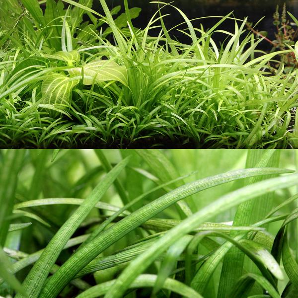 PF_SPQ　水草　前景草　20250225　y25m02　オモダカ科　Alismataceae　オモダカ属　Sagittaria　国内産　ロゼット型　ランナー　ヒメウキオモダカ　サジタリア　オモダカ　ビオトープ　ビオ植物　2025tuuk...