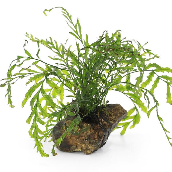 熱帯魚　_aqua　水草　all_plant　ボルビティスヒュディロティ　ミクロソリウムはこちら　風山石付　陰性　ＴＳ　ビギナー　mzks_blbds　X18w0vT_wp　陰性水草　低光量　ボルビ　しだ　羊歯　ヒュデロッティ　47hous...