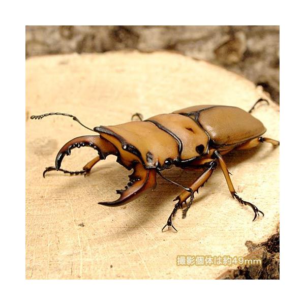 PF_SPQ　昆虫　販売　飼育　飼い方　外国産　▲クワガタ　Homoderus　mellyi　メリー　メンガタクワガタ　restock