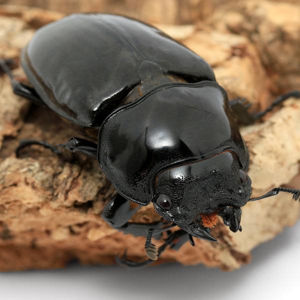 PF_SPQ　クワガタ　メソトプス　外国産クワガタ　成虫　アロトプス・メソトプス　タランドス　レギウス　Mesotopus　tarandus　restock