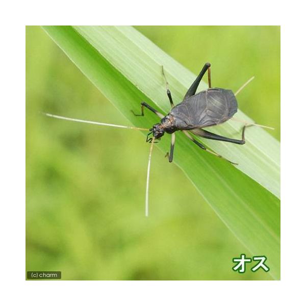 PF_SPQ　昆虫　鈴虫　鳴き虫　秋の虫　鳴虫　スズムシ　すずむし　スズムシ　Homoeogryllus　japonicus　直翅目　バッタ　鳴く虫　restock　kongetsunyukainsect　seitaieventsz202606