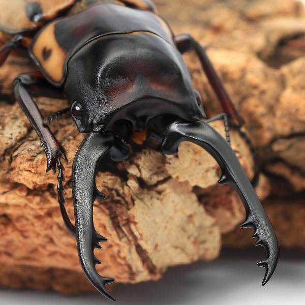 PF_SPQ　クワガタ　外国産ノコギリクワガタ　外国産クワガタ　成虫　ファブリースノコギリクワガタ　タカクワイ　タリアブ島産　20100608　MK