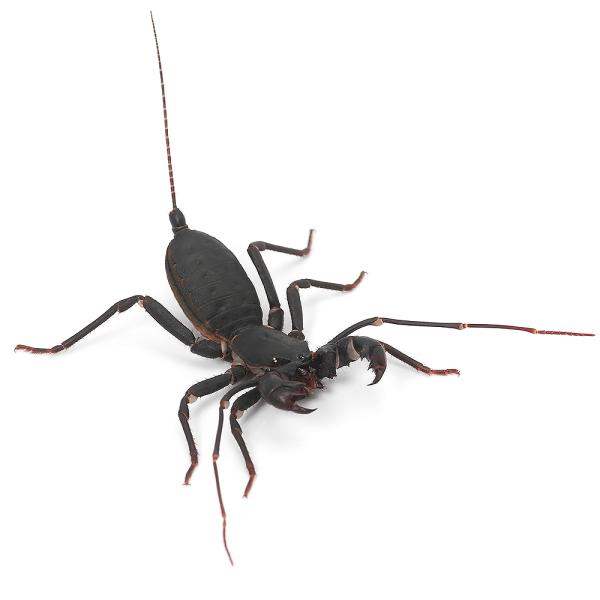 PF_SPQ　昆虫　サソリモドキ　ビネガロン　Typopeltis　stimpsonii　アマミサソリモドキ　y25m05　20250524　2025zenki　JA　restock　kongetsunyukainsect