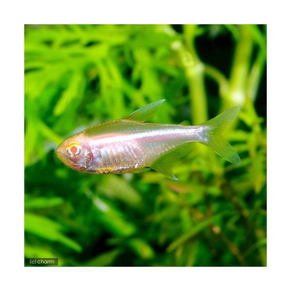 PF_SPQ　熱帯魚・エビ他　カラシン　テトラ等　南米産　小型種　ハイフェソブリコン　細身系　アルビノブラック・ネオン　６匹　fish_database　ビギナーにオススメ　Ｈｙｐｈｅｓｓｏｂｒｙｃｏｎ　ｈｅｒｂｅｒｔａｘｅｌｒｏｄｉ　ｖａ...