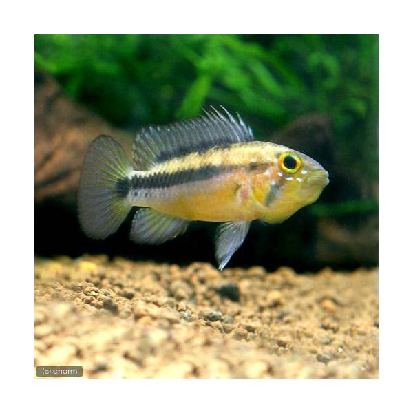 PF_SPQ　sfset　_aqua　熱帯魚・エビ他　シクリッド　種類で選ぶ　アピスト・ラミレジィ・他　アピストグラマ・アタフアルパ　ワイルド　1ペア　fish_database　アタウアルバ　南米産　Apistogramma　atahua...