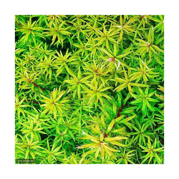 熱帯魚　有茎　ア行　plants200707　水草　後景草　明るい　all_plants　obon0811水草　okaidoku_0804　wp_kywrd　20110111　ＹＳ　rkfkr21　wkkkw28　saki27to09　ka...