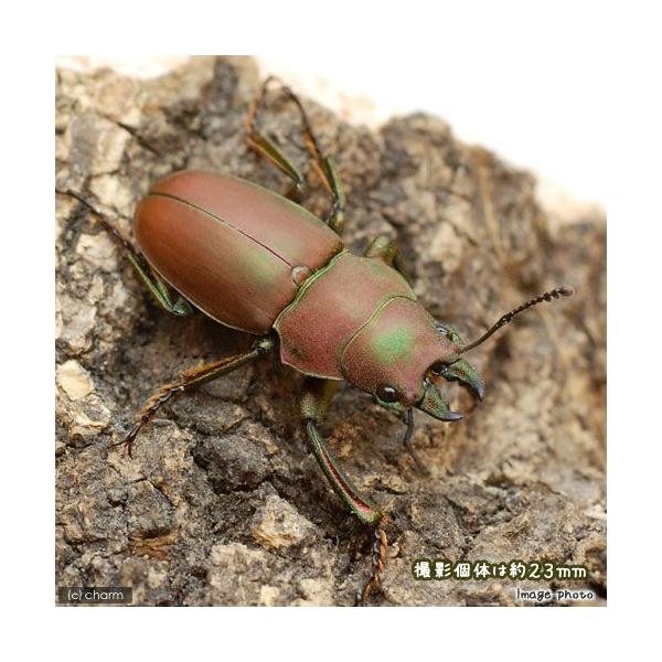 PF_SPQ　Malaysia_insect　クワガタ　外国産クワガタ　オドントラビス　Calcodes　aeratus　コツヤクワガタ　20110608　ＭＫ　kongetsunyukainsect　restock　seitaievent...