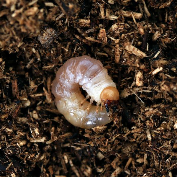 PF_SPQ　insect　昆虫　販売　飼育　飼い方　国産オオクワガタ　国産クワガタムシ　福岡県久留米産　Dorcus　hopei　binodulosus　restock
