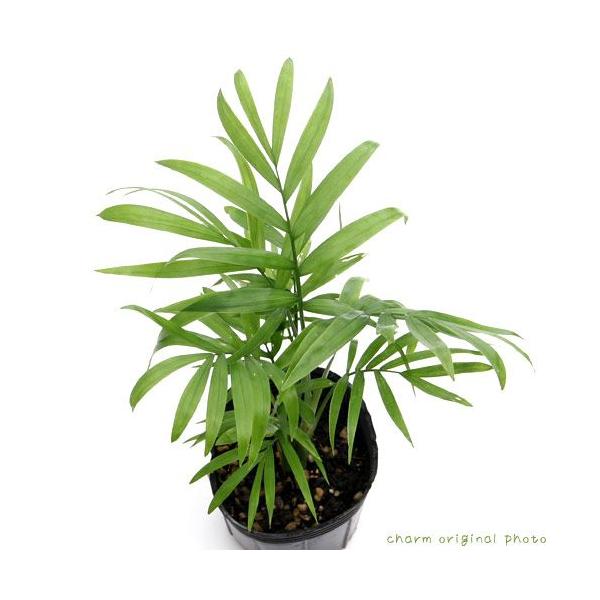 paludariumplants　_gardening　観葉植物　ガーデニング　ビバリウム　アクアテラリウム　パルダリウム　両爬向き植物　ヤシ科　カマエドレア属　Chamaedoreo　elegans　カマエドレア　チャメドレア　テーブルヤ...