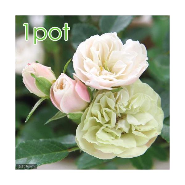 _gardening　ガーデニング　花　ミニバラ　バラ　薔薇　mathers_flower0410　母の日　nos_hsi0414　母の日バラ　爛漫シリーズ　20110512　HT　ミニバラシリーズ　eilwpdqo99　夏植物大　rose...