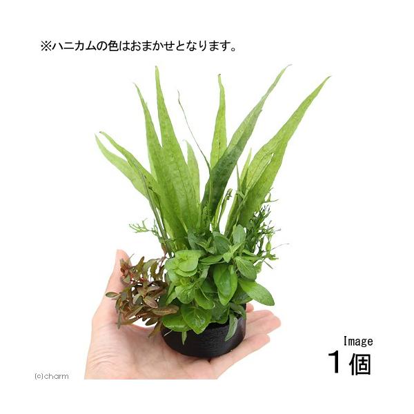 熱帯魚　水草　鉢植え水草　life_plant_etc　水上葉寄せ植え　life_malti_wp　wp_kywrd　lifemultiseries　ＳＭ　20131229　X1w8_kLLIF0　bnrhanikamu0320　group...