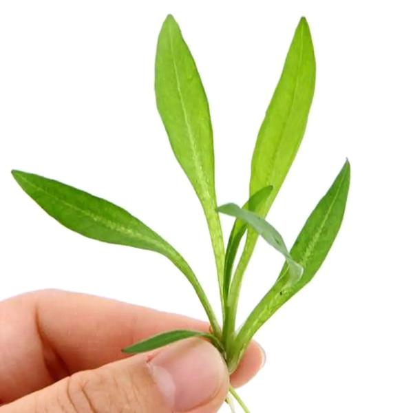 PF_SPQ　_aqua　all_plants　wp_kywrd　熱帯魚　水草　中景草　前景草　有茎草　ポット水草　水草ポット　水上葉　無農薬　レイアウト　初心者向け　ビギナー　育成済み　オモダカ科　Alismataceae　エキノドルス属...