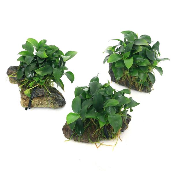 paludariumplants　パルダリウム　テラリウム　_gardening　観葉植物　園芸　ガーデニング　ビバリウム　育て方　育成方法　栽培方法　草花盆栽　和盆栽　多年性　多年草　羊歯植物　シダ植物　シダ　品種　種類　クリハラン　ヤリ...