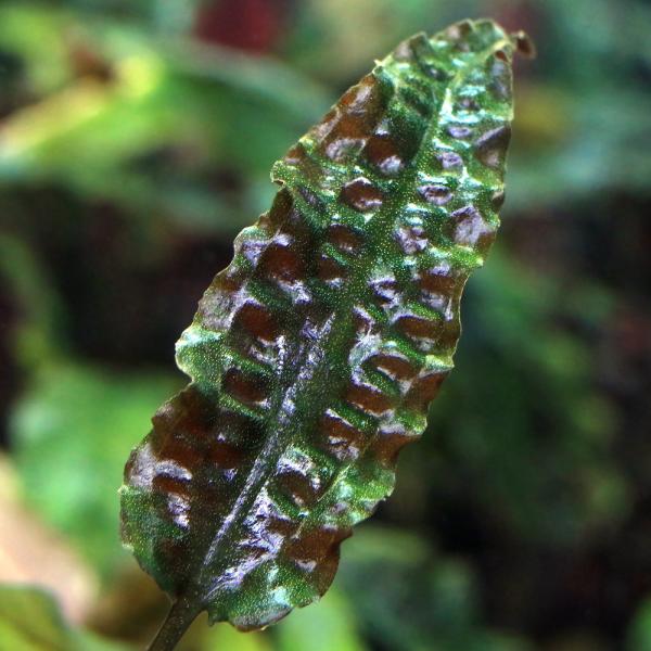 PF_SPQ　熱帯魚　_wp　mzks_winter01　20140129　Cryptcoryne_wendtiii_Brown　muryotassei_600_699　_aqua　ウェンティーブラウン　陰性水草　低光量 202511